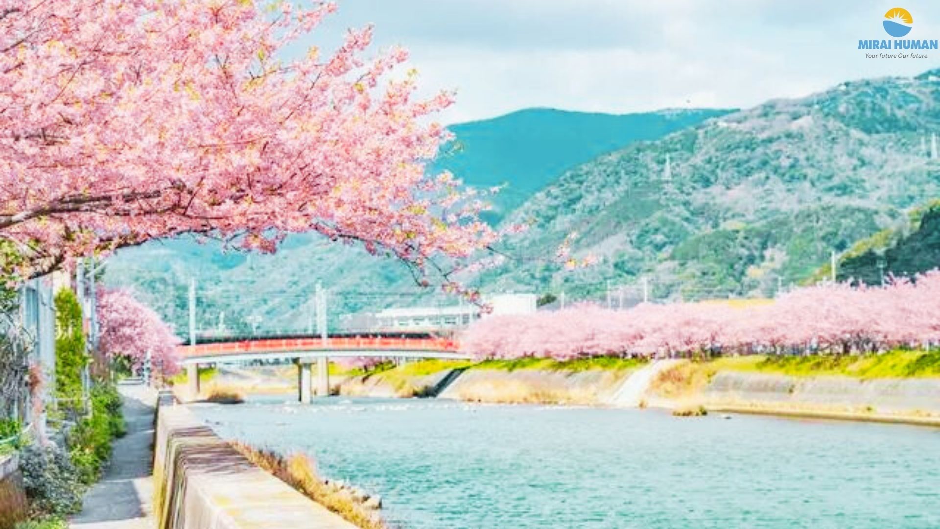 Ý nghĩa hoa anh đào Nhật Bản