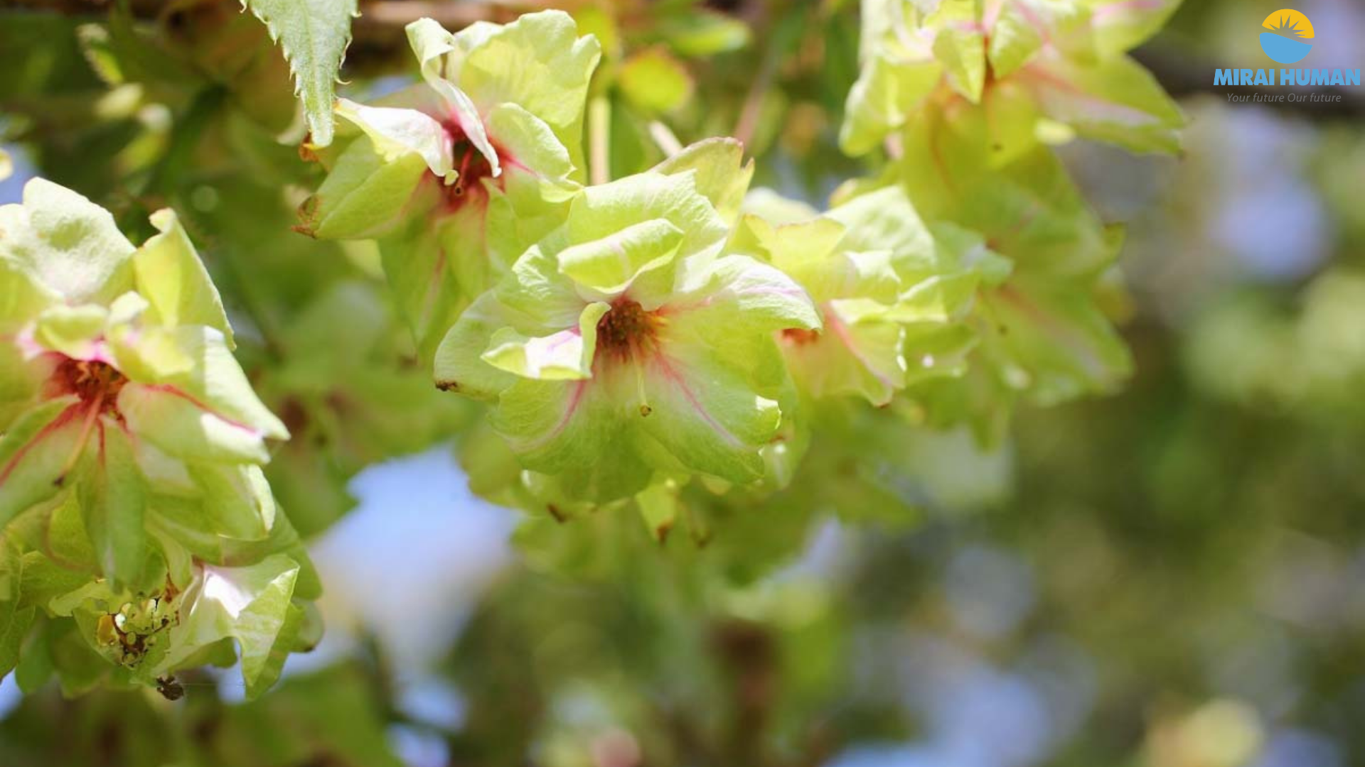 Những loại hoa anh đào mới lạ tại Nhật Bản