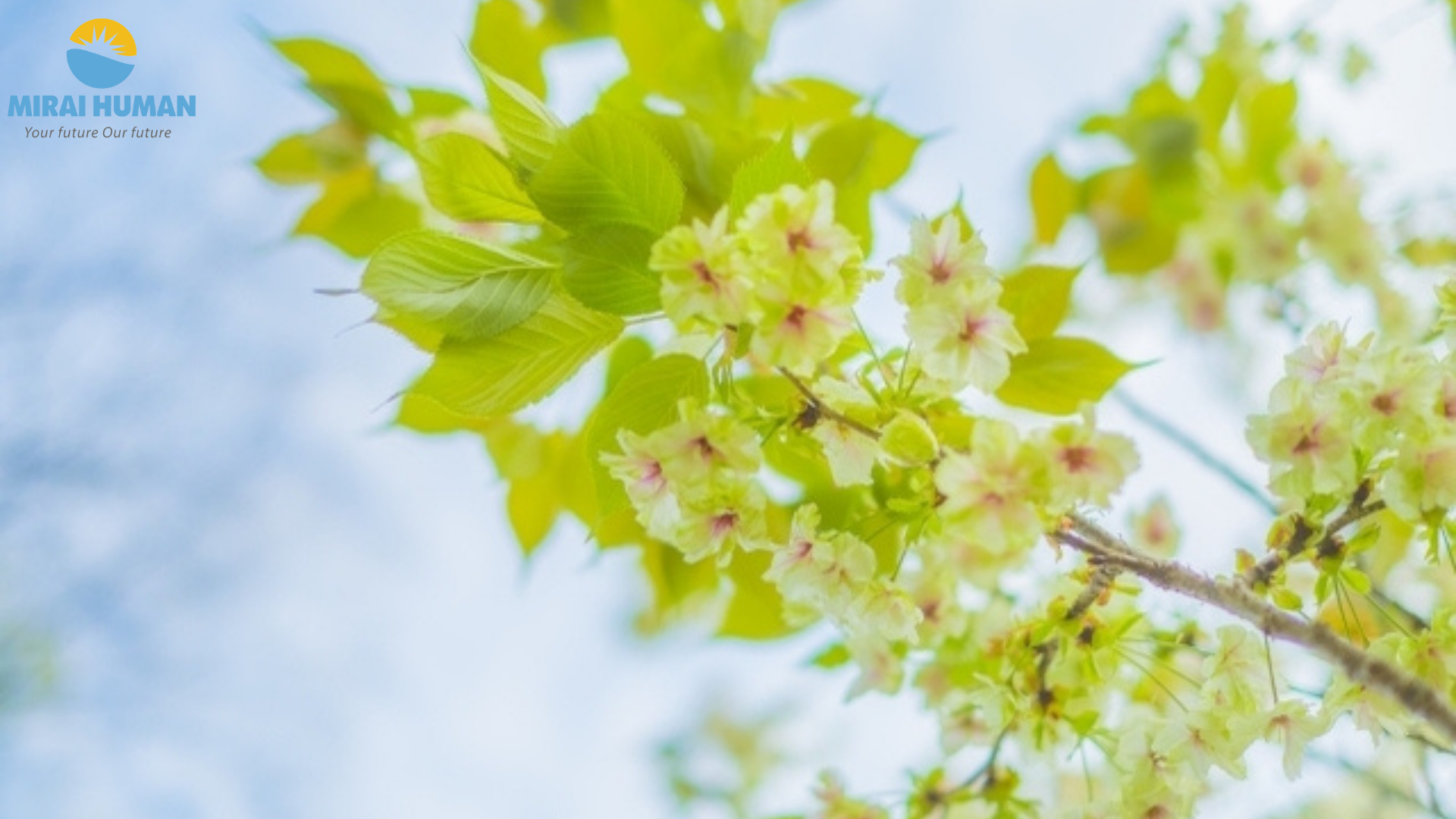 Những loại hoa anh đào mới lạ tại Nhật Bản