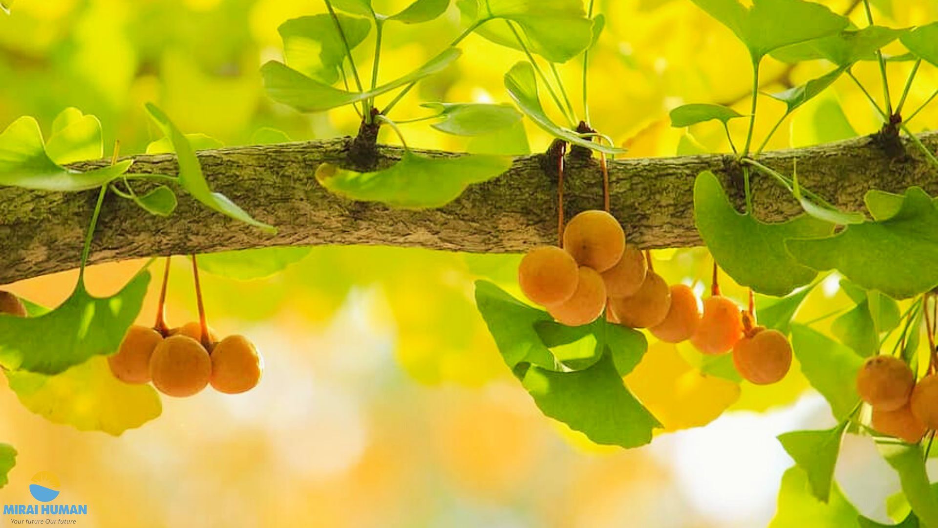 Mùa thu Nhật Bản - Chiêm ngưỡng Icho Namiki đổ vàng